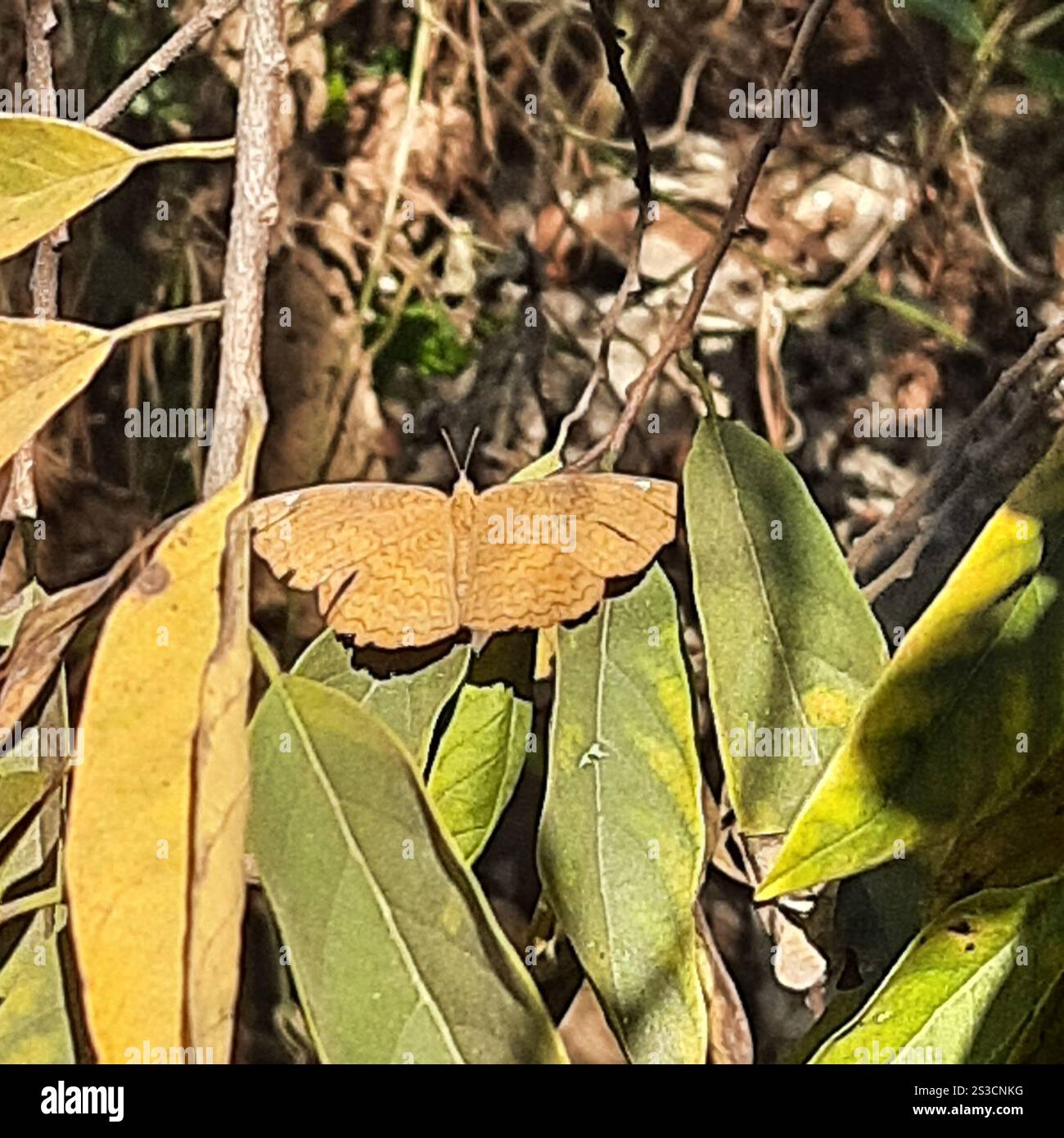 Common Castor Butterfly (Ariadne merione Stock Photo - Alamy