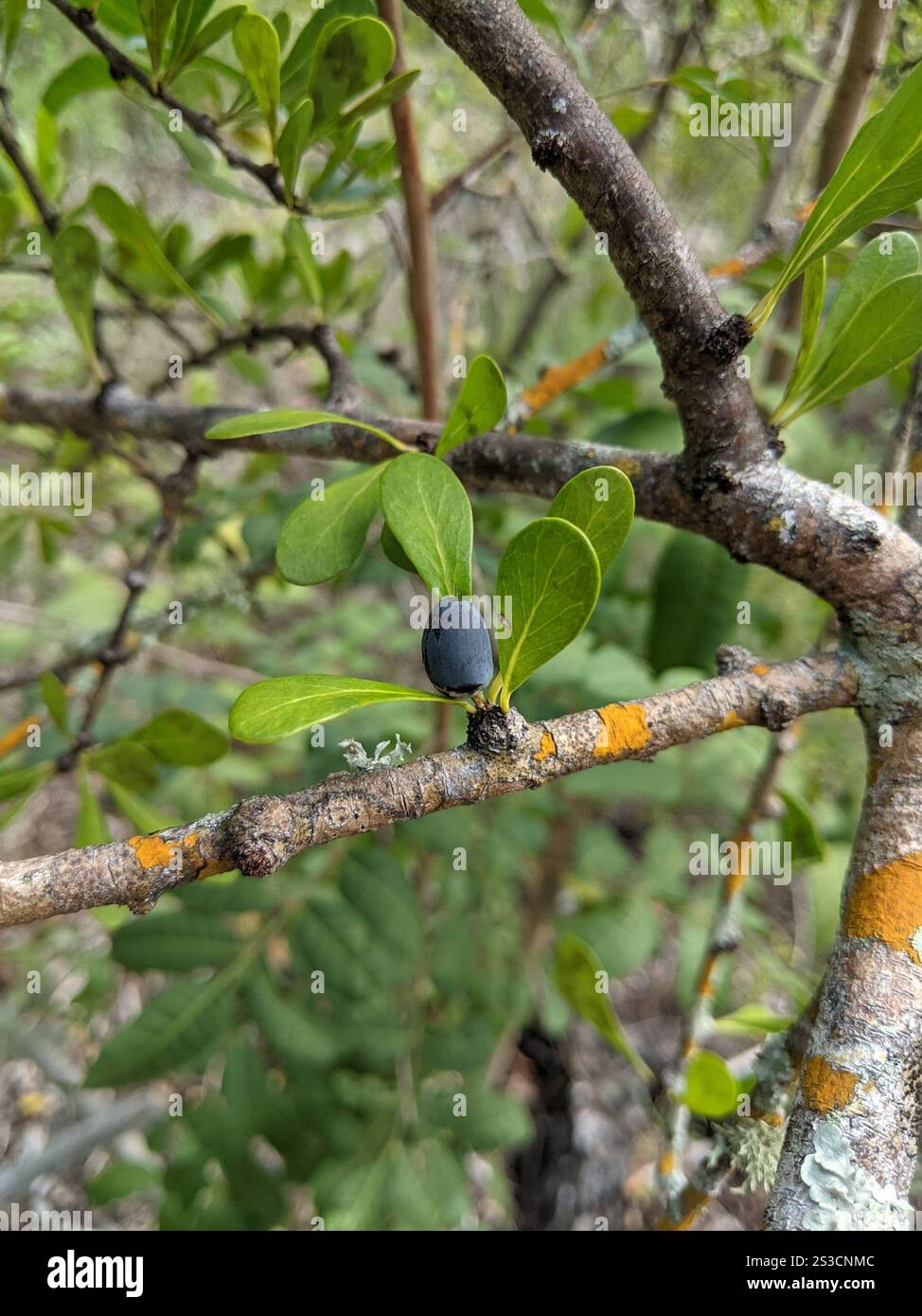 Coma (Sideroxylon celastrinum Stock Photo - Alamy