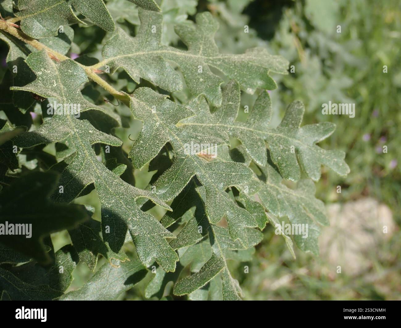 Turkey Oak (Quercus cerris Stock Photo - Alamy