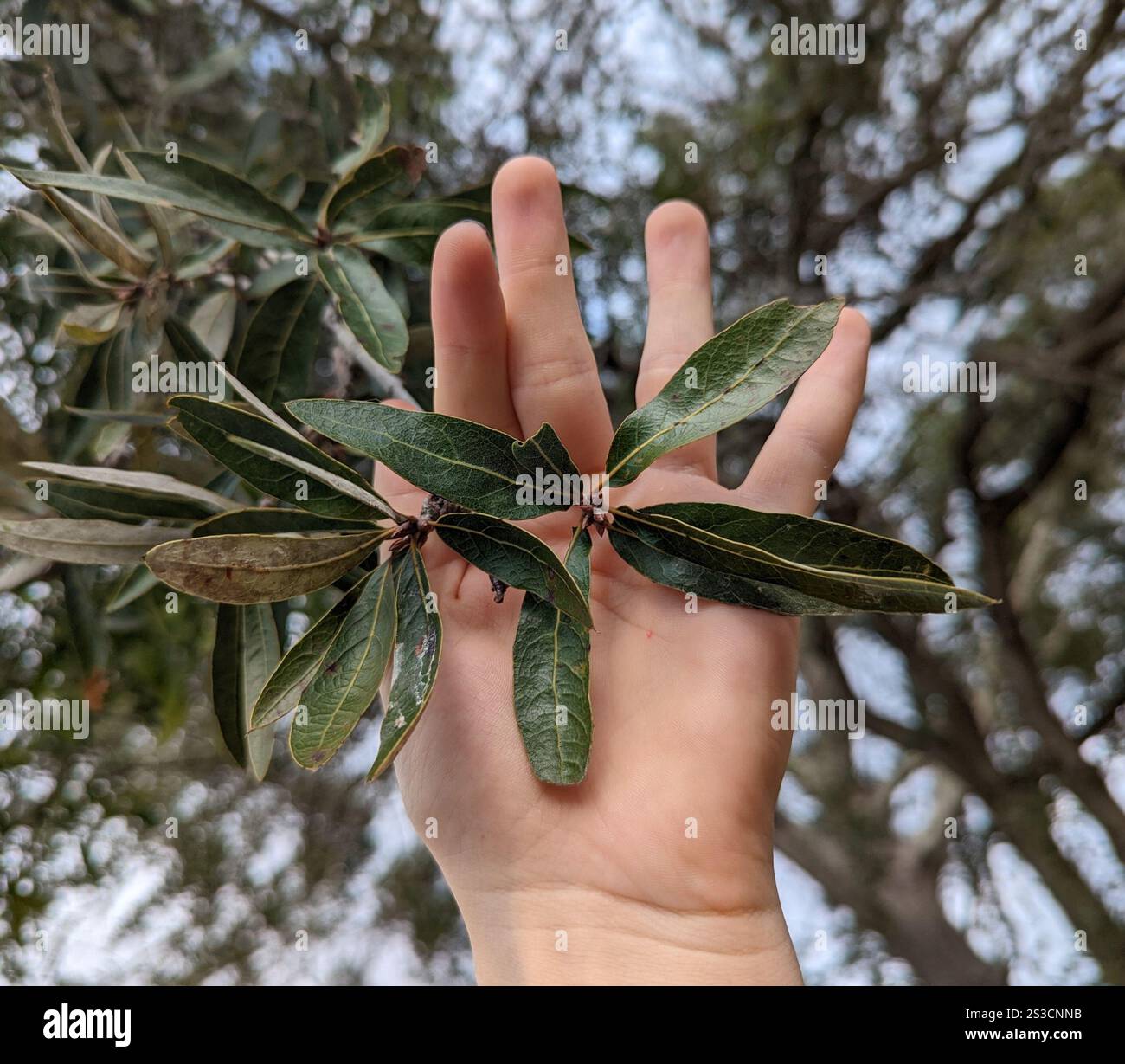 bluejack oak (Quercus incana Stock Photo - Alamy