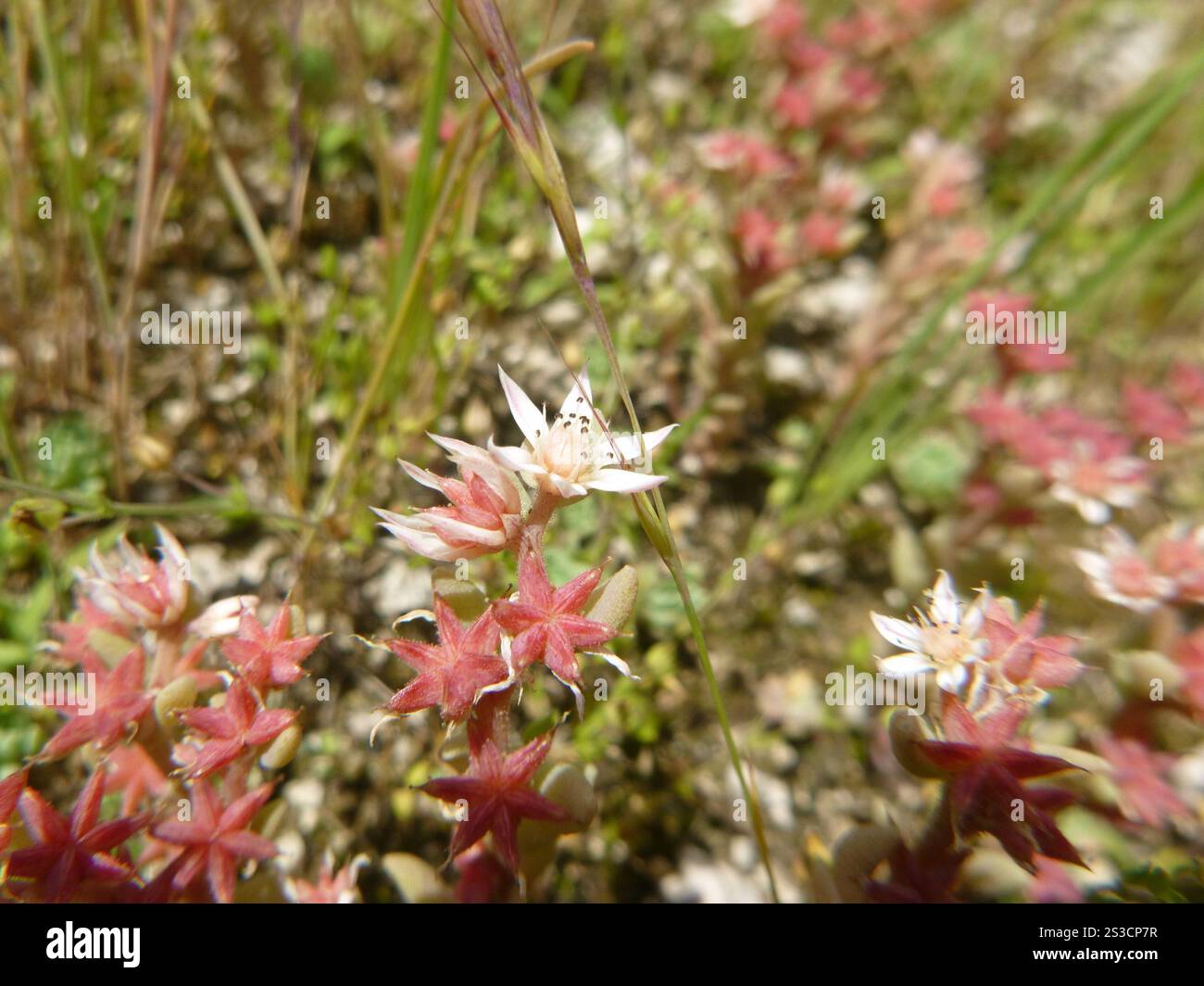 Spanish Stonecrop (Sedum hispanicum Stock Photo - Alamy