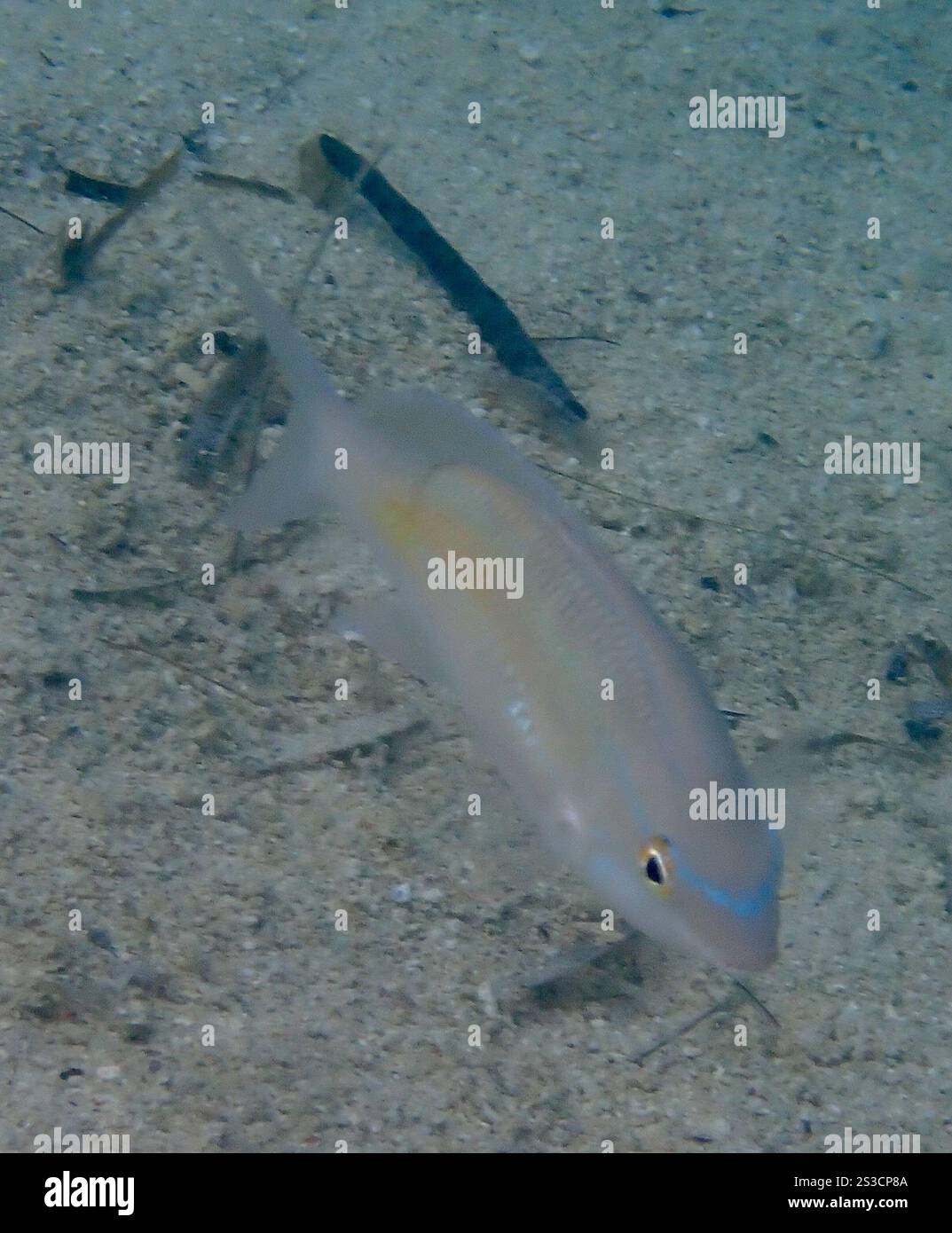 Three-striped Whiptail (Pentapodus trivittatus Stock Photo - Alamy