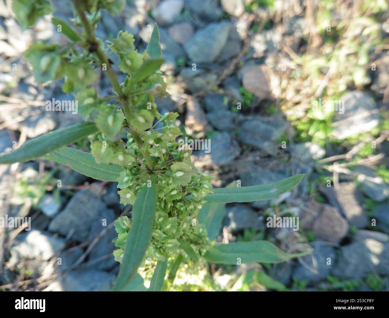 Narrowleaf Dock (Rumex stenophyllus Stock Photo - Alamy