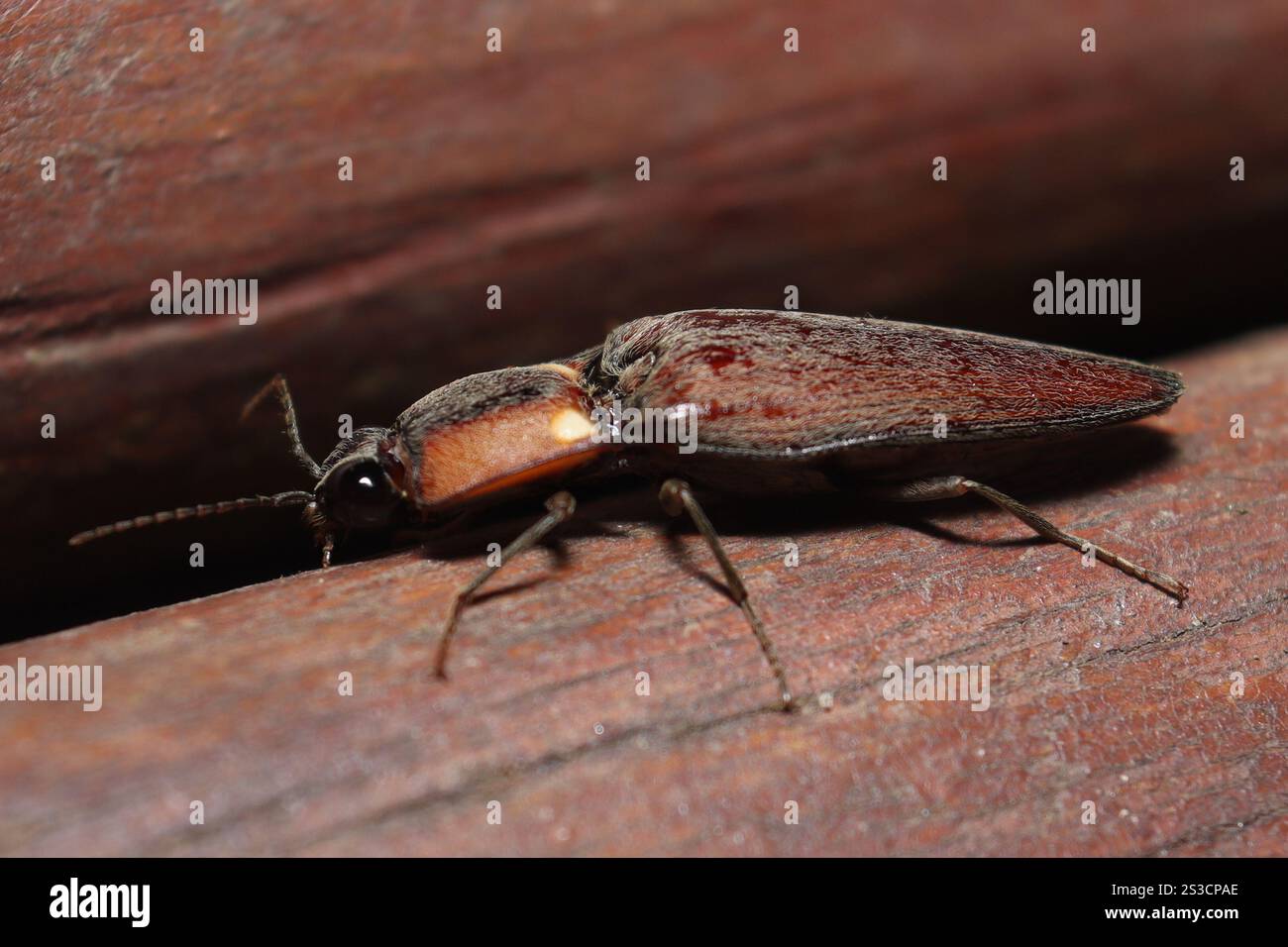 Headlight Beetles (Pyrophorini Stock Photo - Alamy