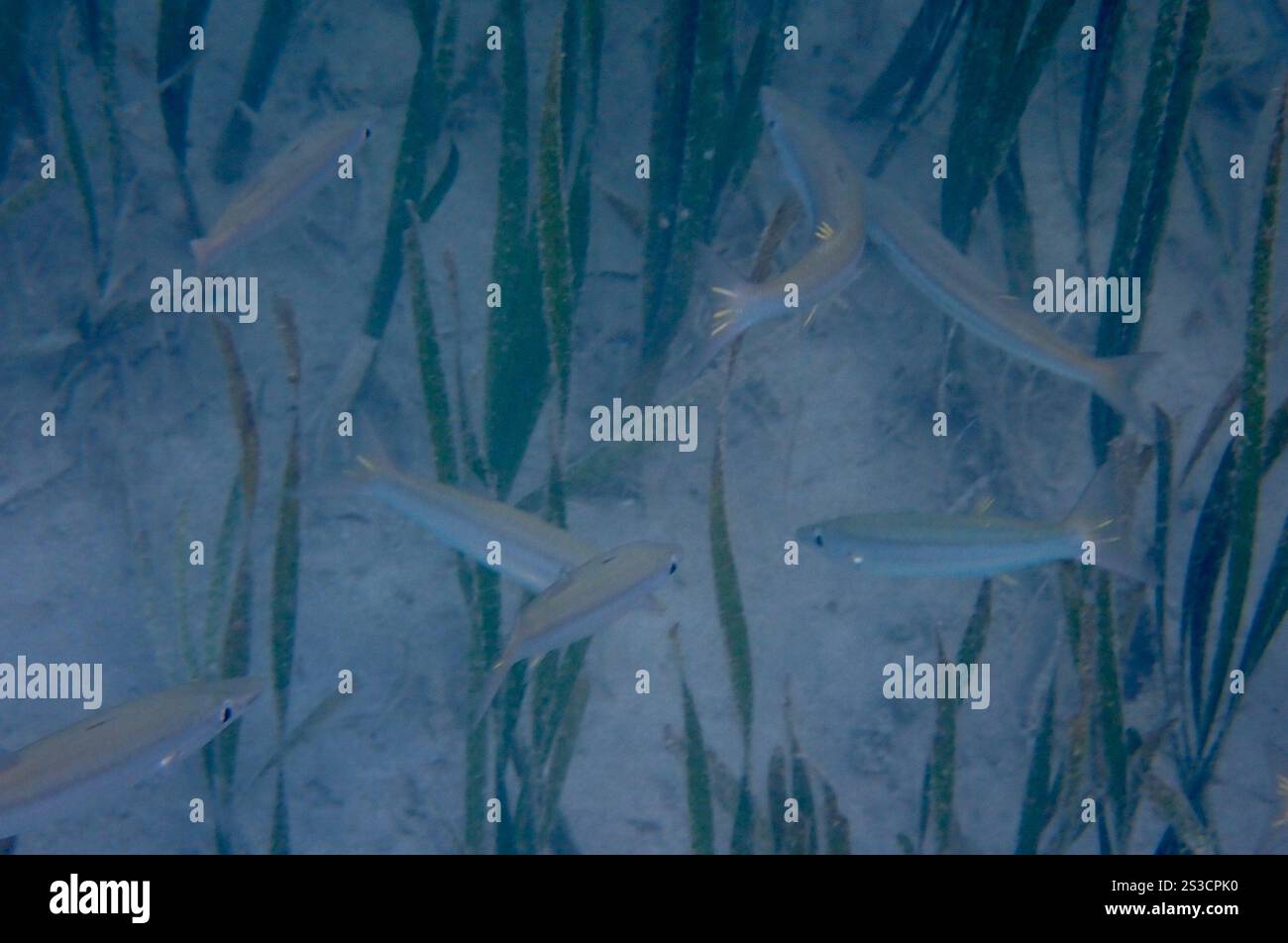 Striped Barracuda (Sphyraena obtusata Stock Photo - Alamy