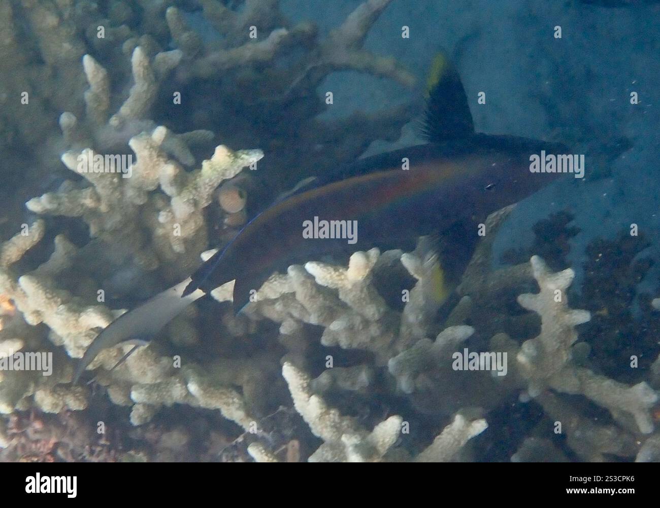 Surgeonfishes, Tangs, and Unicornfishes (Acanthuridae Stock Photo - Alamy