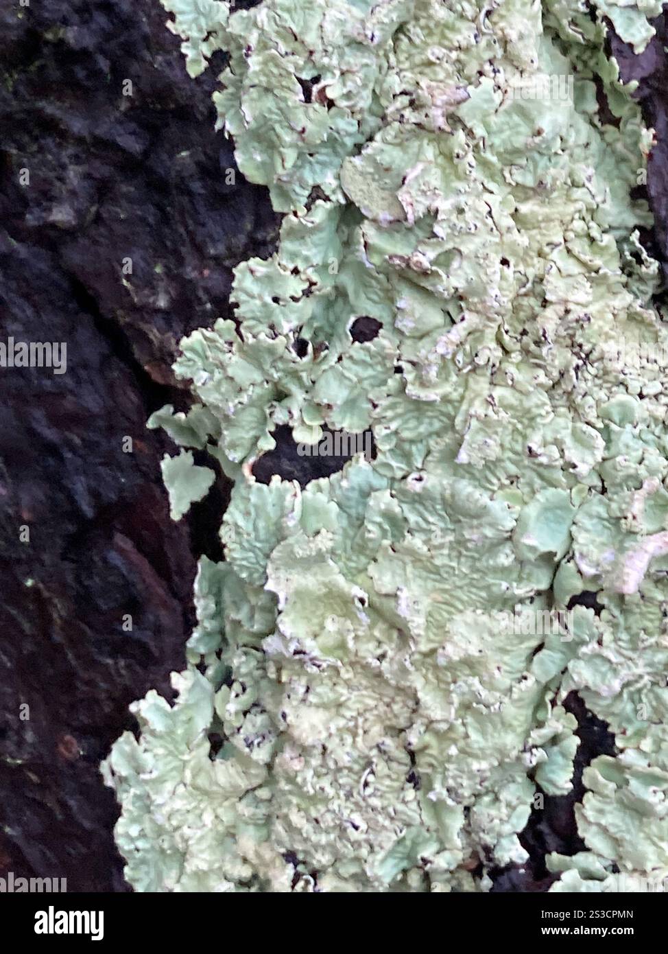 common greenshield lichen (Flavoparmelia caperata Stock Photo - Alamy