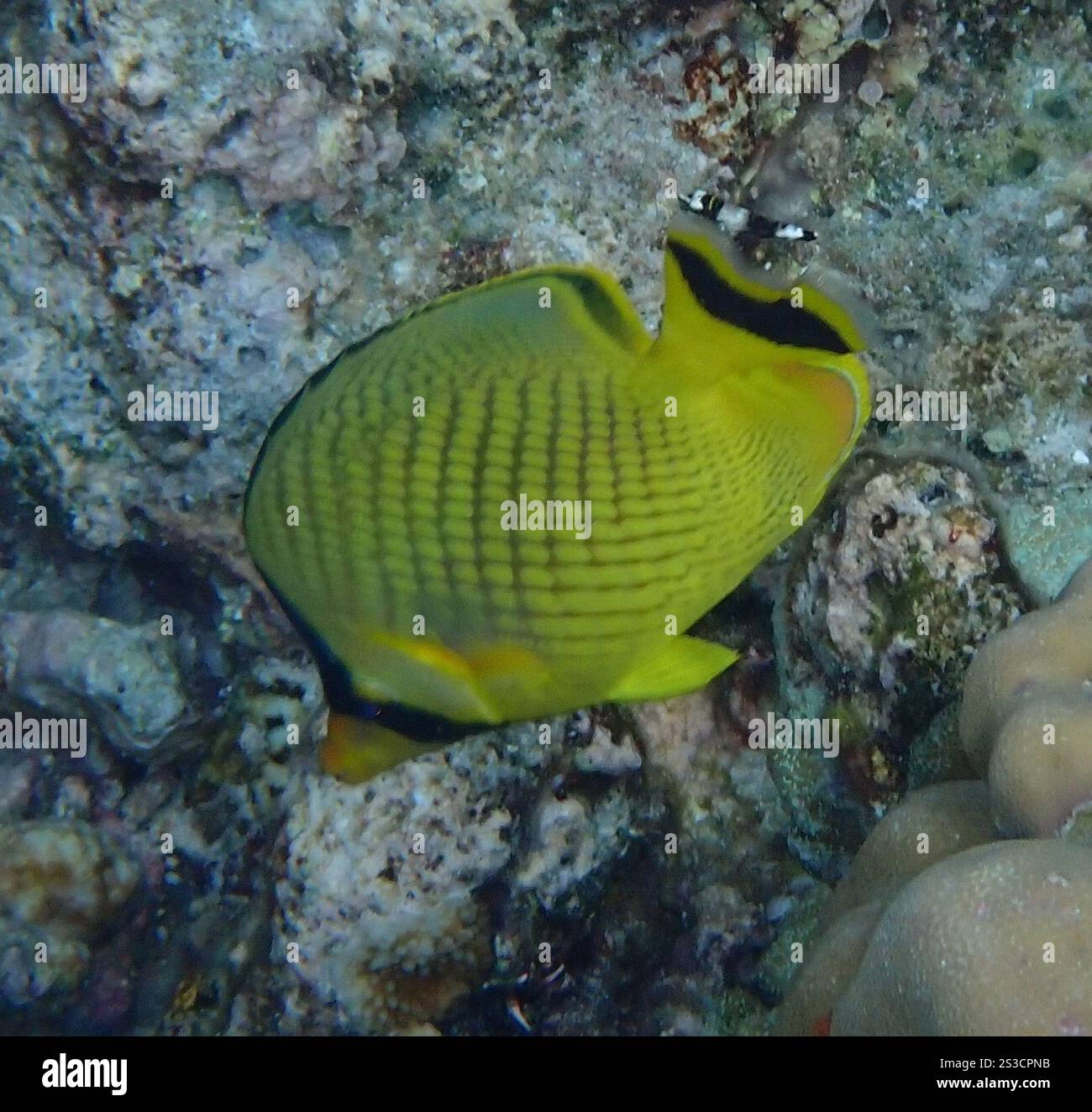 Lattice Butterflyfish (Chaetodon rafflesii Stock Photo - Alamy