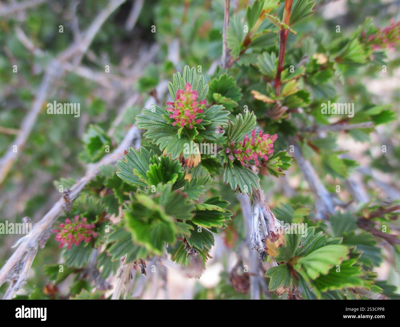 Resurrection Plant (Myrothamnus flabellifolius Stock Photo - Alamy