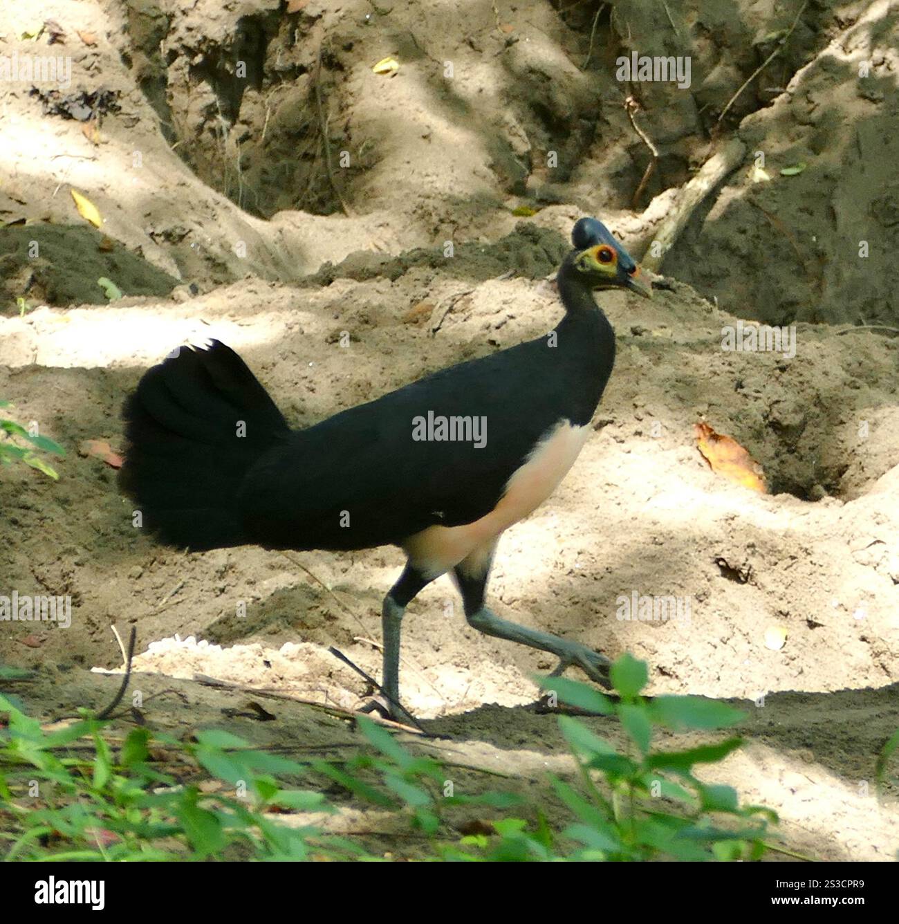 Maleo (Macrocephalon maleo Stock Photo - Alamy