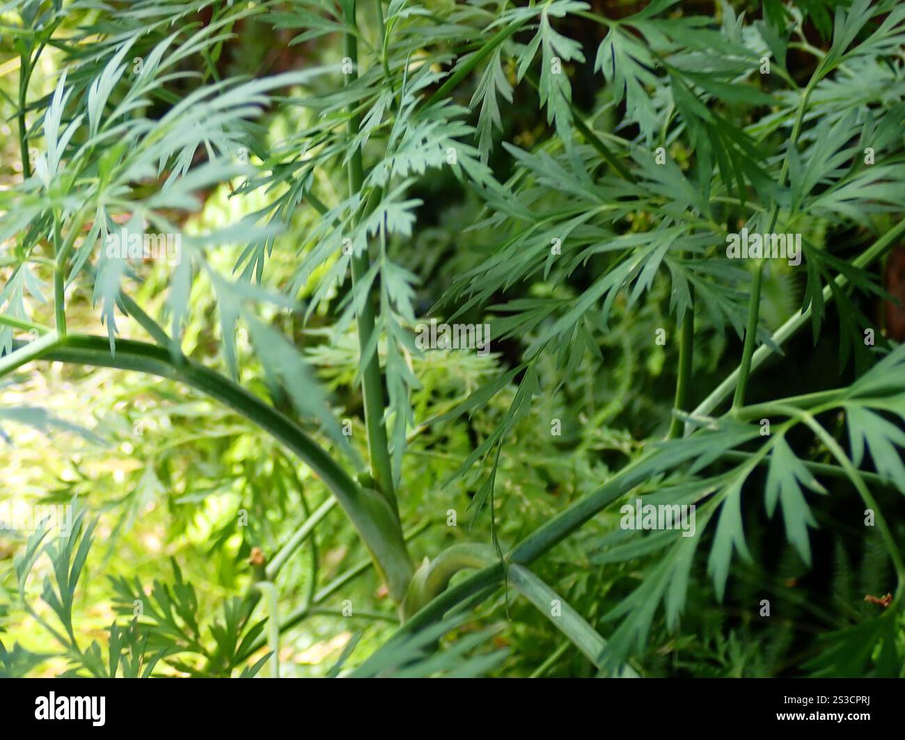 Forest Blisterbush (Notobubon gummiferum Stock Photo - Alamy