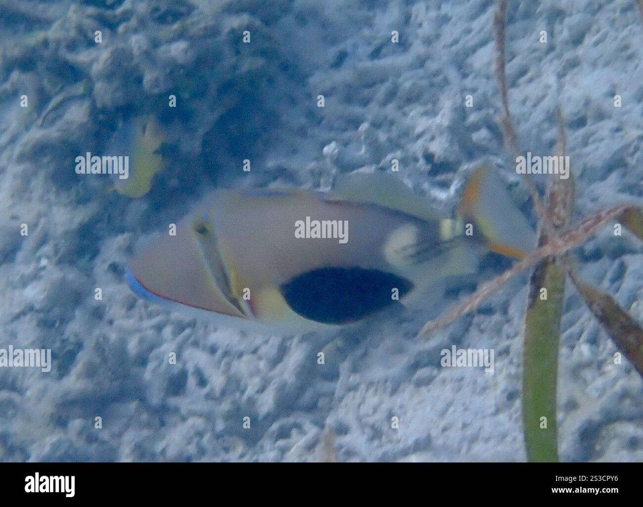 Blackpatch Triggerfish (Rhinecanthus verrucosus Stock Photo - Alamy