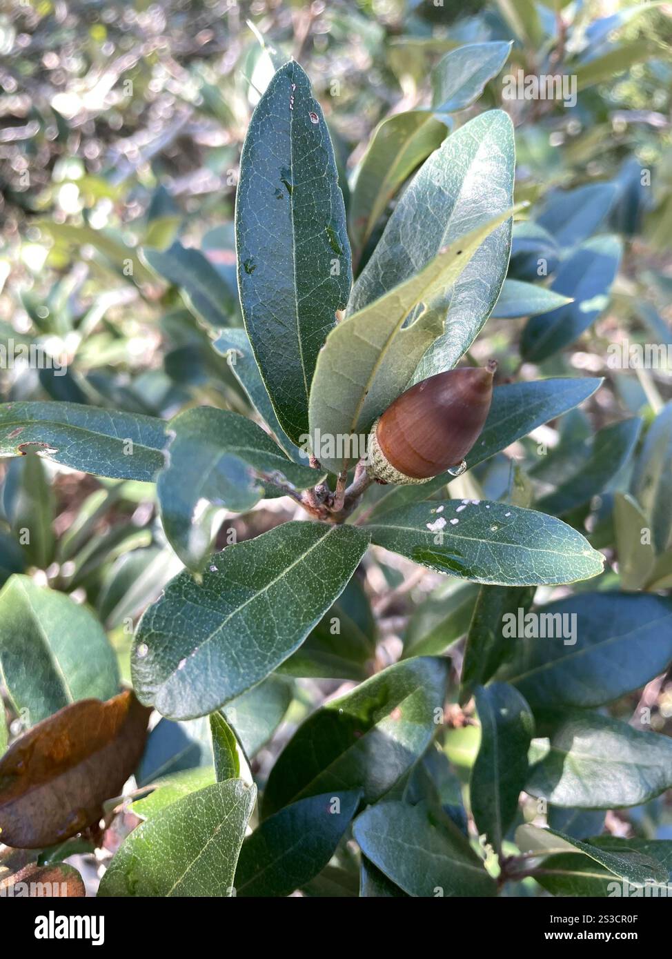 Texas live oak (Quercus fusiformis Stock Photo - Alamy