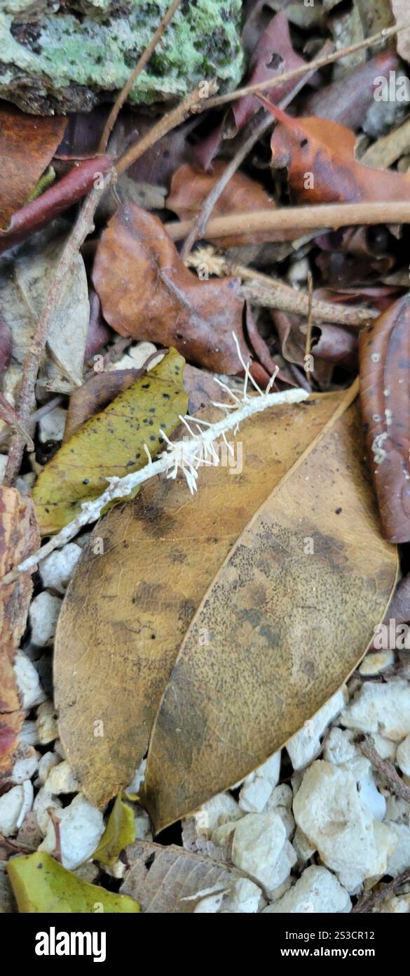enveloping crust (Sebacina incrustans Stock Photo - Alamy