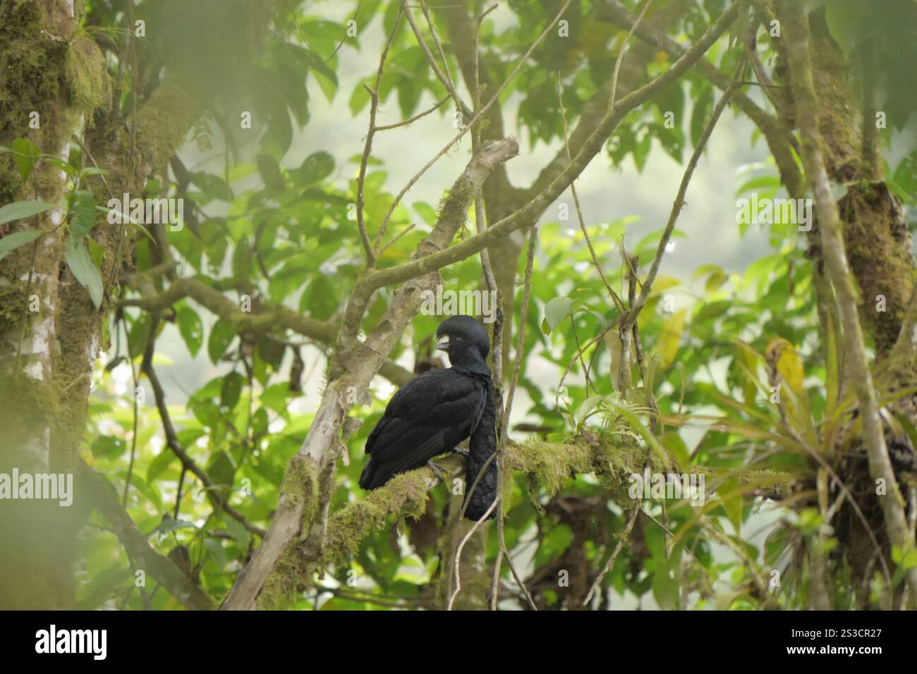 Long-wattled Umbrellabird (Cephalopterus penduliger Stock Photo - Alamy