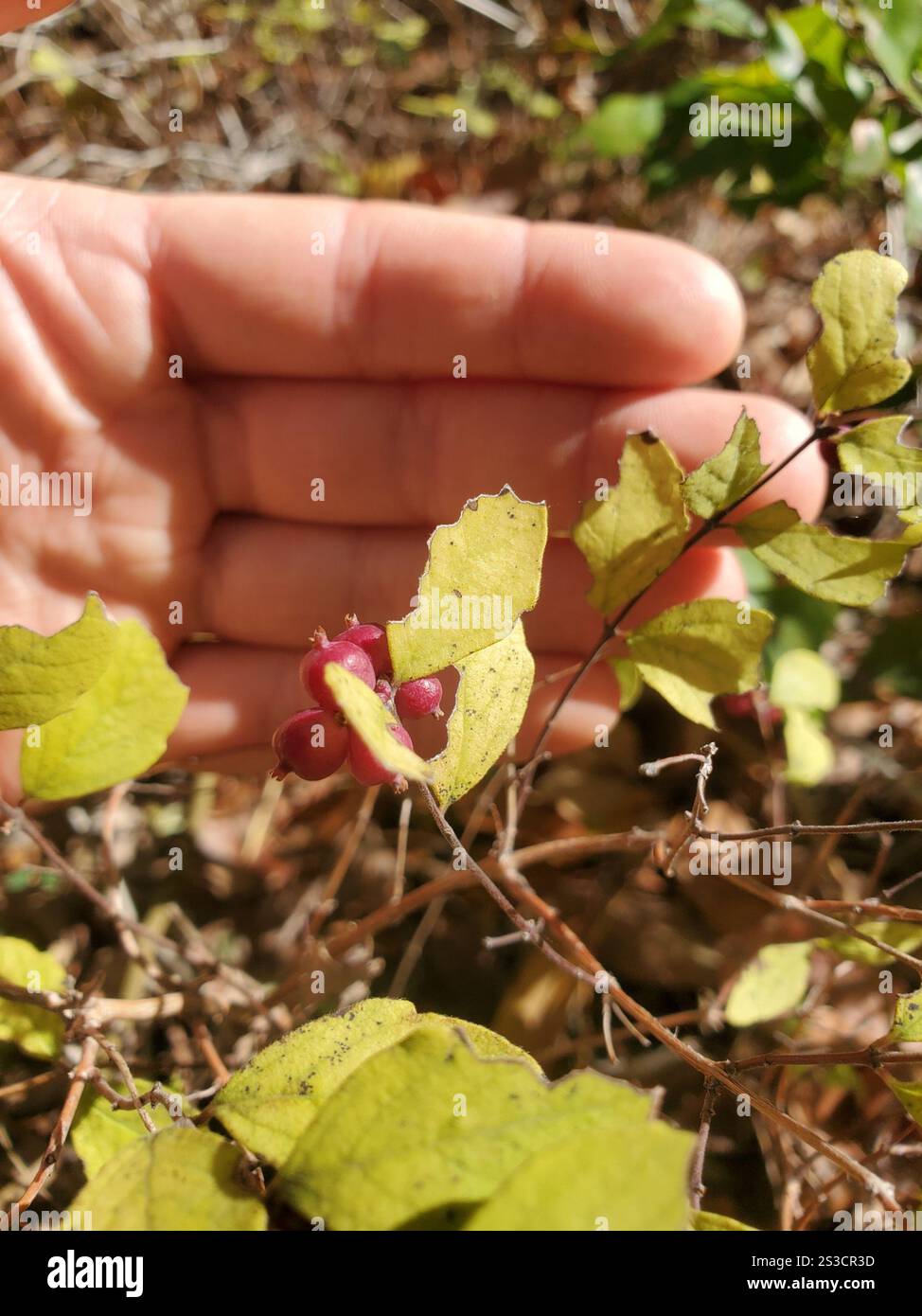 coralberry (Symphoricarpos orbiculatus Stock Photo - Alamy