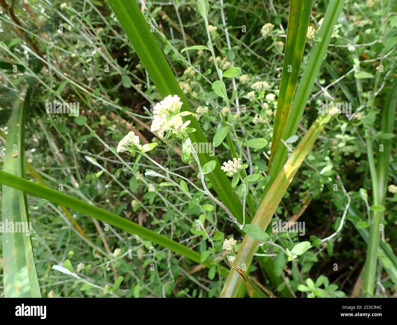 Swamp Sawgrass (Cladium mariscus Stock Photo - Alamy