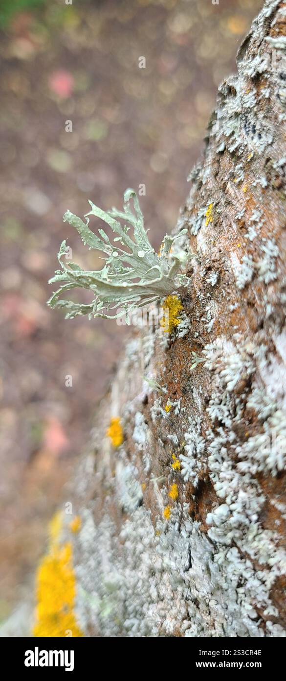 cartilage lichen (Ramalina celastri Stock Photo - Alamy