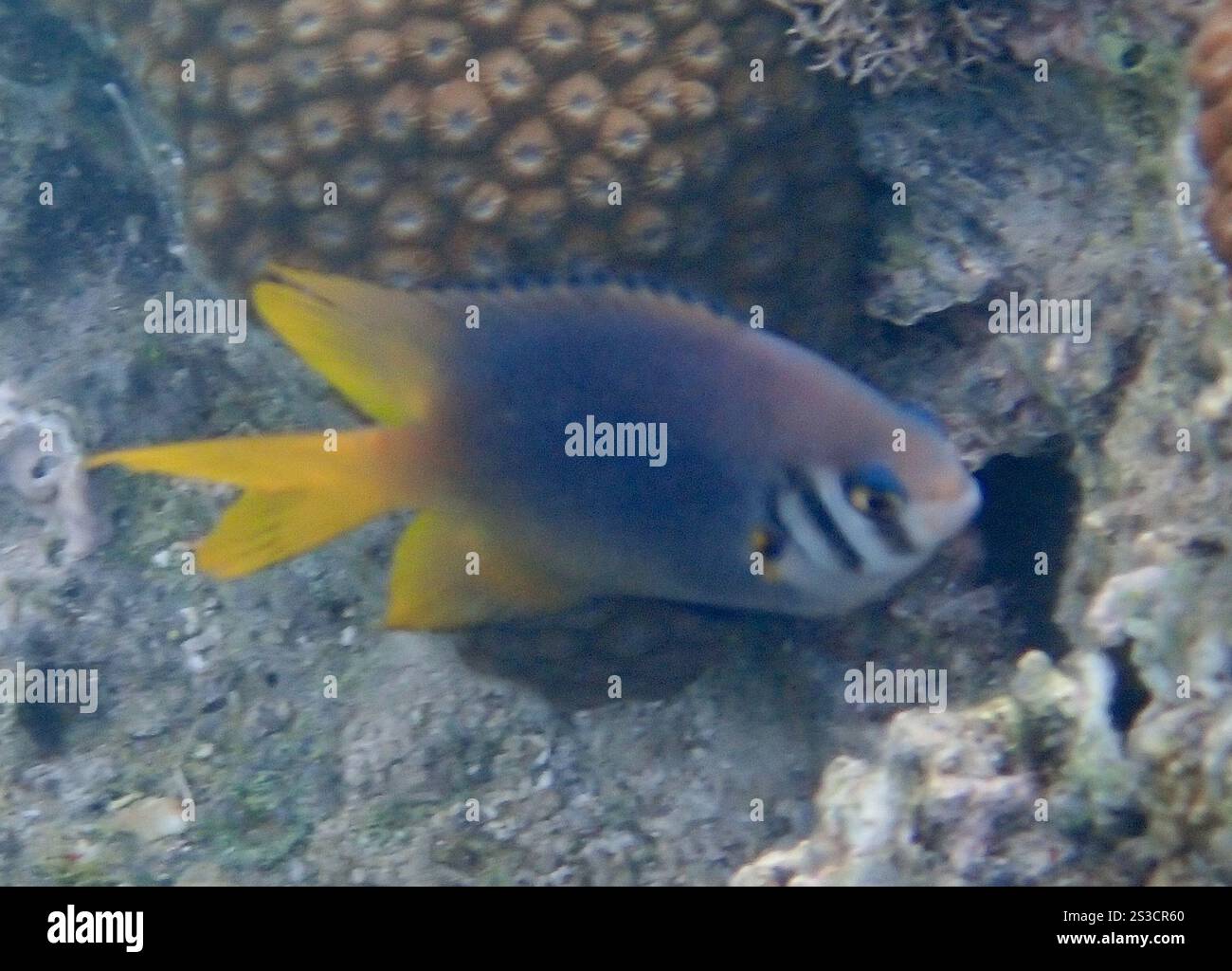 Indo-Pacific Yellowtail Damsel (Neoglyphidodon nigroris Stock Photo - Alamy