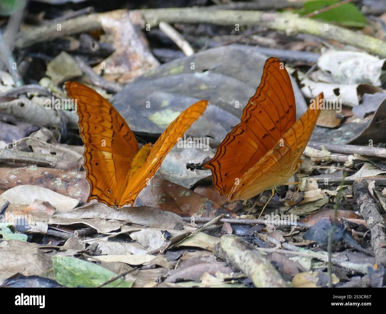 (Vindula dejone celebensis Stock Photo - Alamy