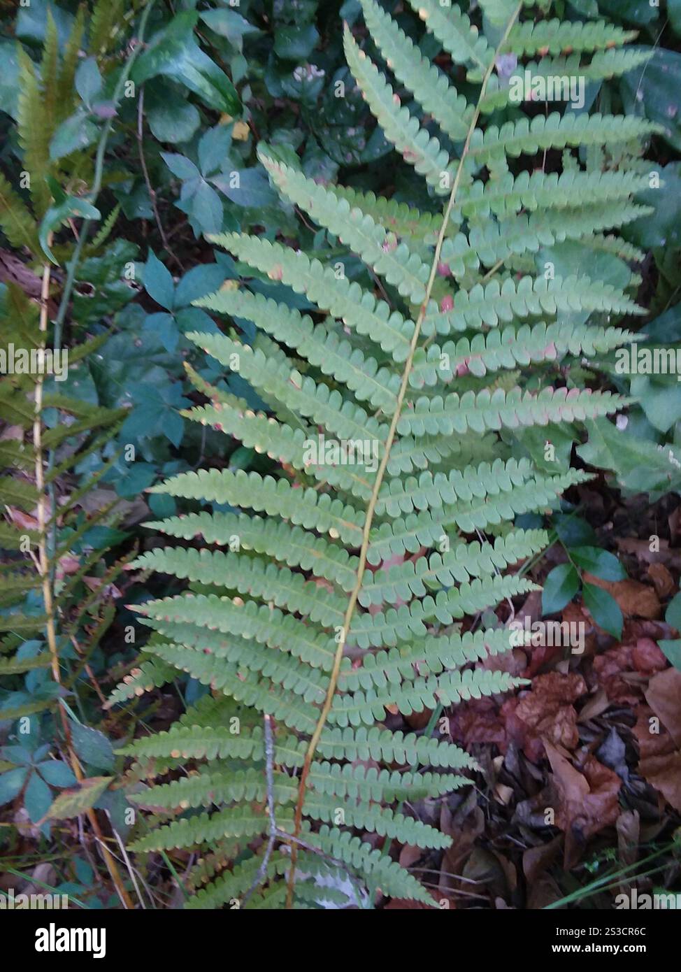cinnamon fern (Osmundastrum cinnamomeum Stock Photo - Alamy
