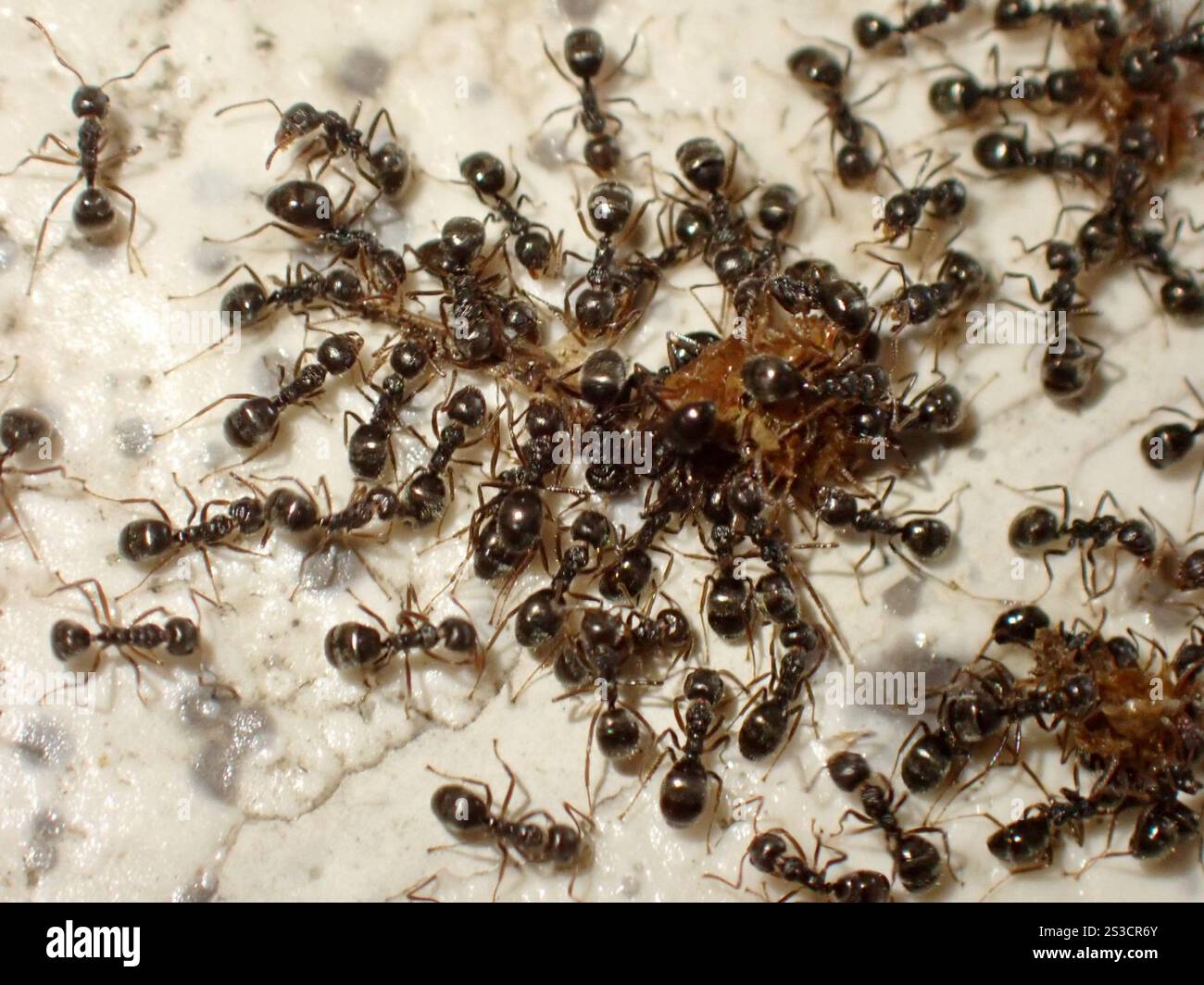 Cocoa Black Ant (Dolichoderus thoracicus Stock Photo - Alamy