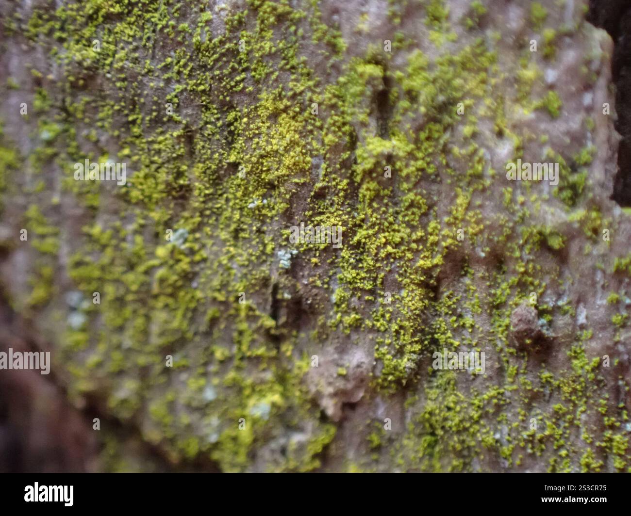 Common Gold-dust (Chrysothrix xanthina Stock Photo - Alamy