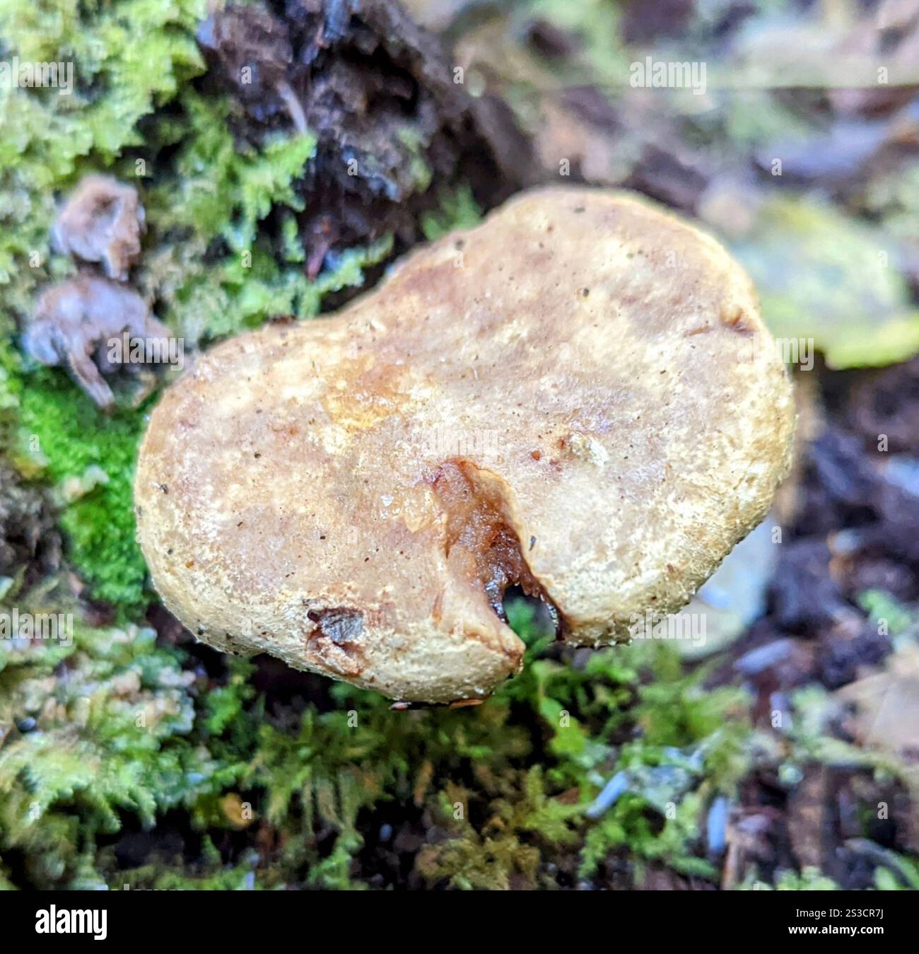 Brown Roll-Rim (Paxillus involutus Stock Photo - Alamy
