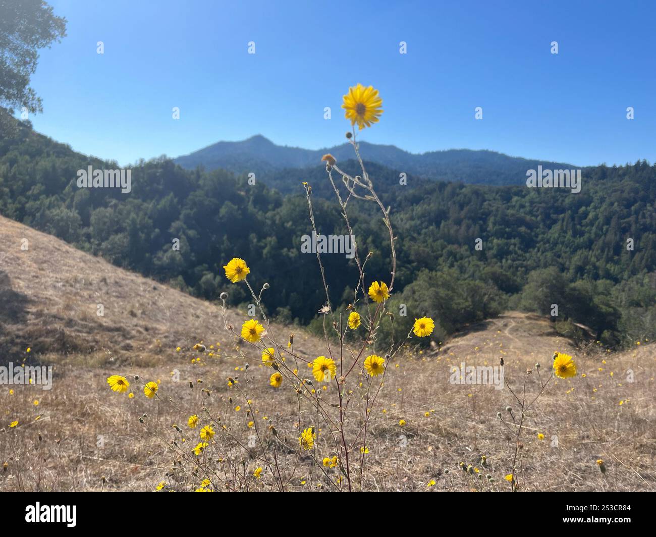 Common Madia (Madia elegans Stock Photo - Alamy