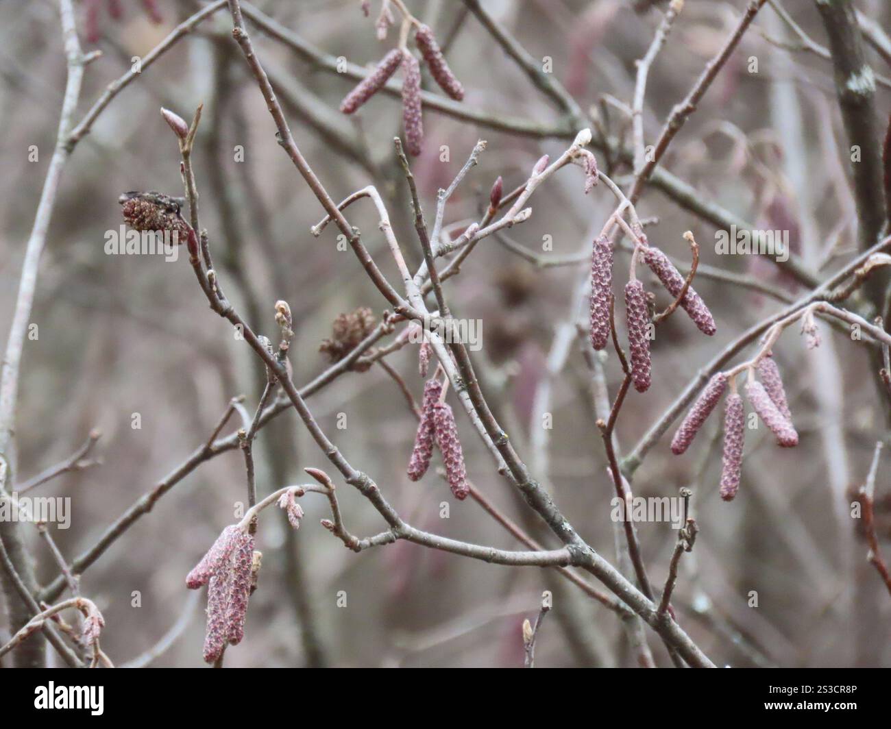 swamp alder (Alnus incana rugosa Stock Photo - Alamy