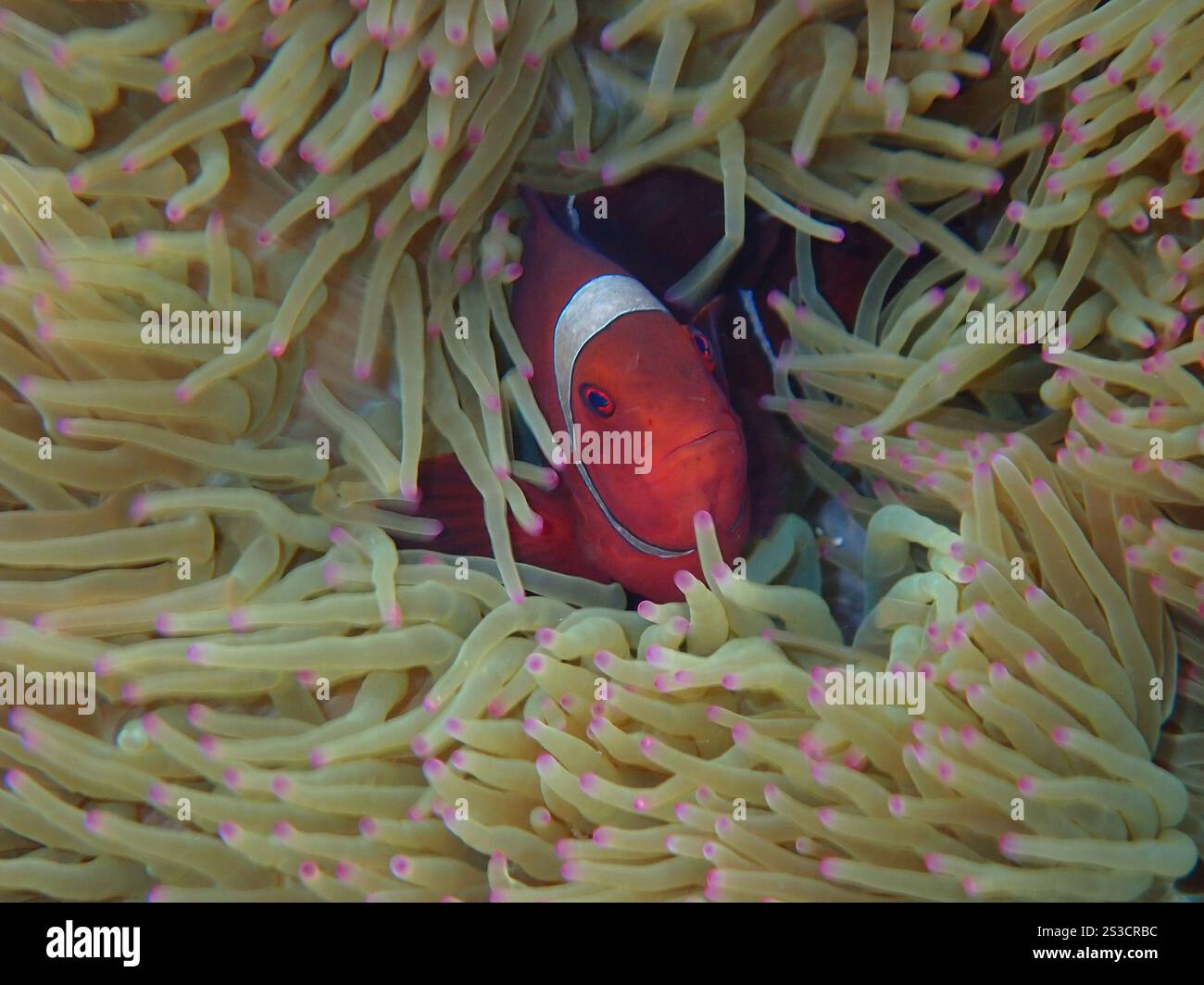 Spine-cheek Clownfish (Amphiprion biaculeatus Stock Photo - Alamy