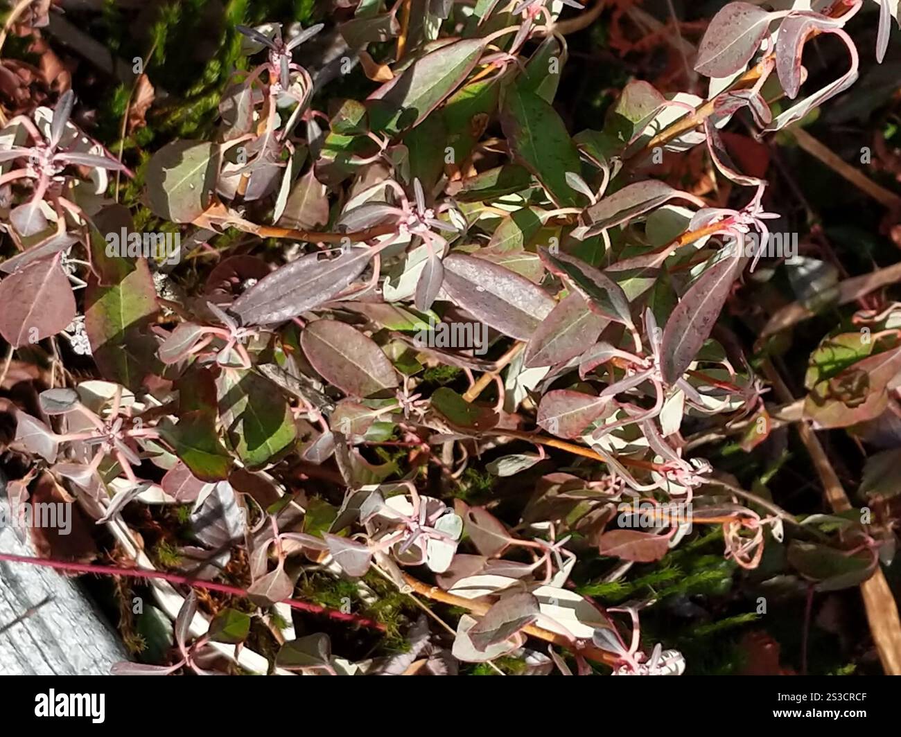 sheep laurel (Kalmia angustifolia Stock Photo - Alamy
