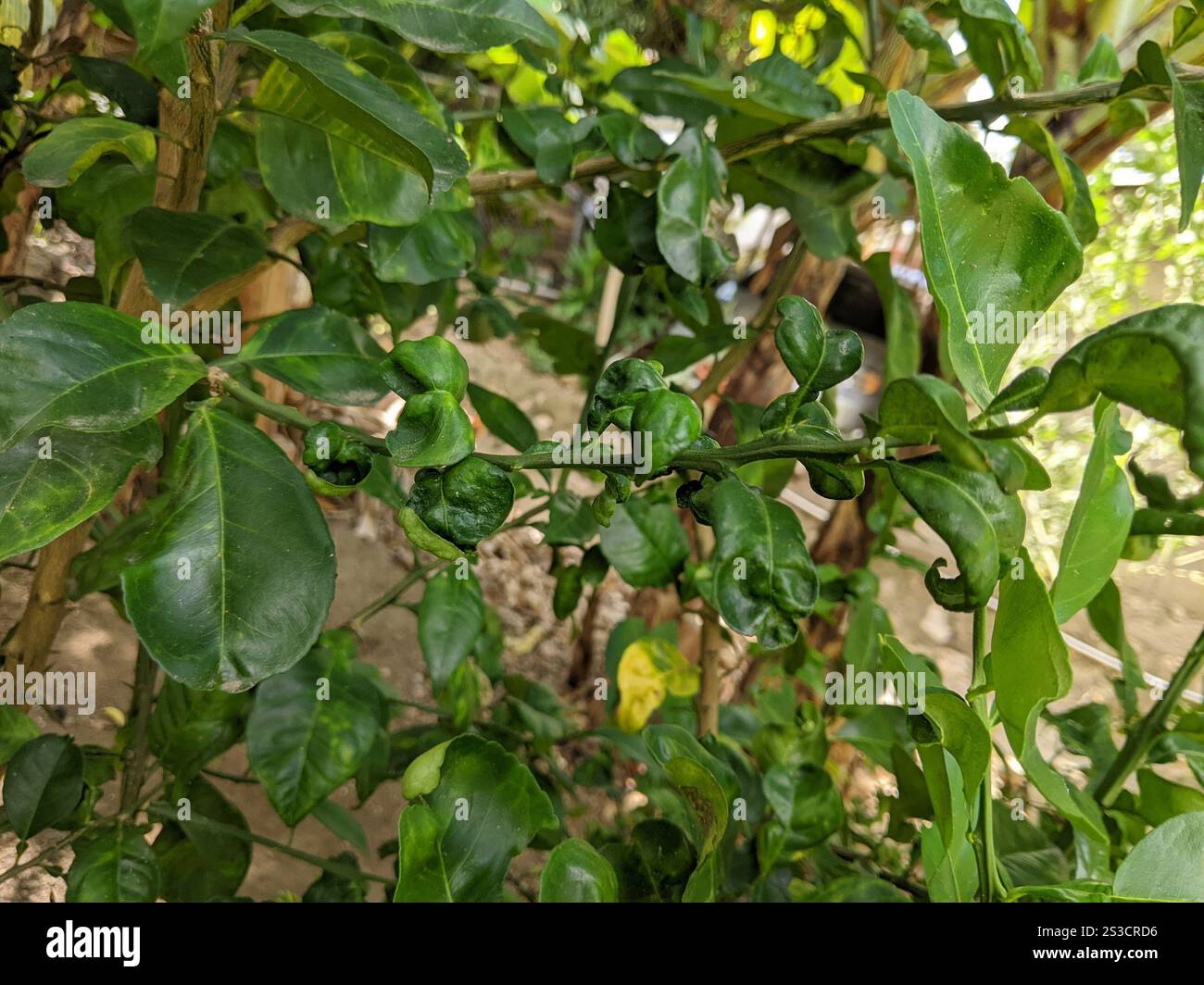 Citrus Bud Mite (Aceria sheldoni Stock Photo - Alamy