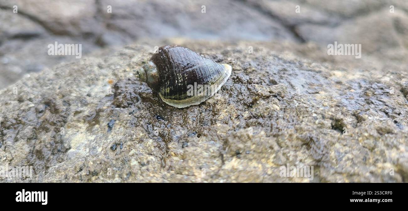 Dark Rock Shell (Haustrum haustorium Stock Photo - Alamy