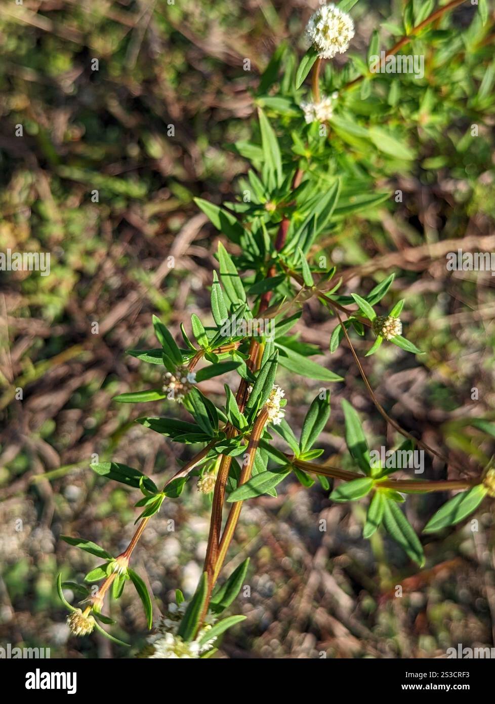 shrubby false buttonweed (Spermacoce verticillata Stock Photo - Alamy