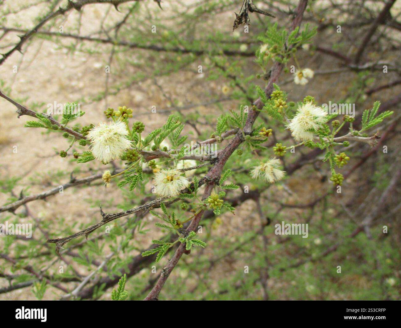 Red Umbrella Thorn (Vachellia reficiens reficiens Stock Photo - Alamy