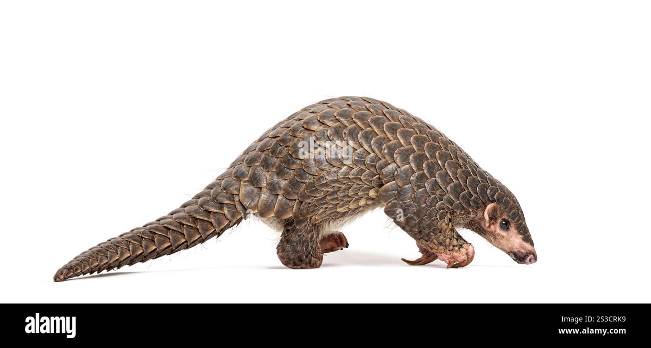 Full side view of a single ten months old Chinese pangolin, Manis ...