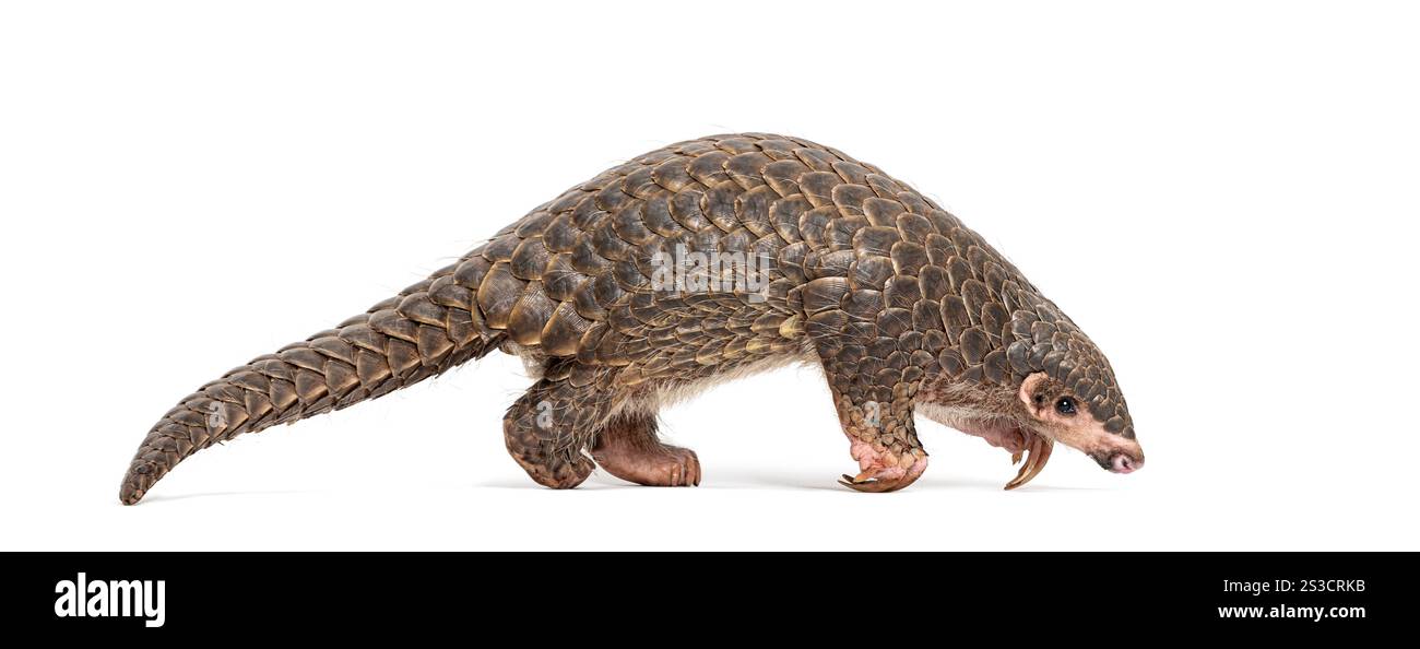 ten months old pangopup, Chinese pangolins, Manis pentadactyla ...