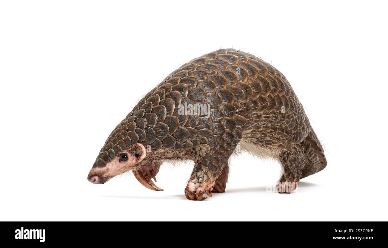 Full side view of a single ten months old Chinese pangolin, Manis ...