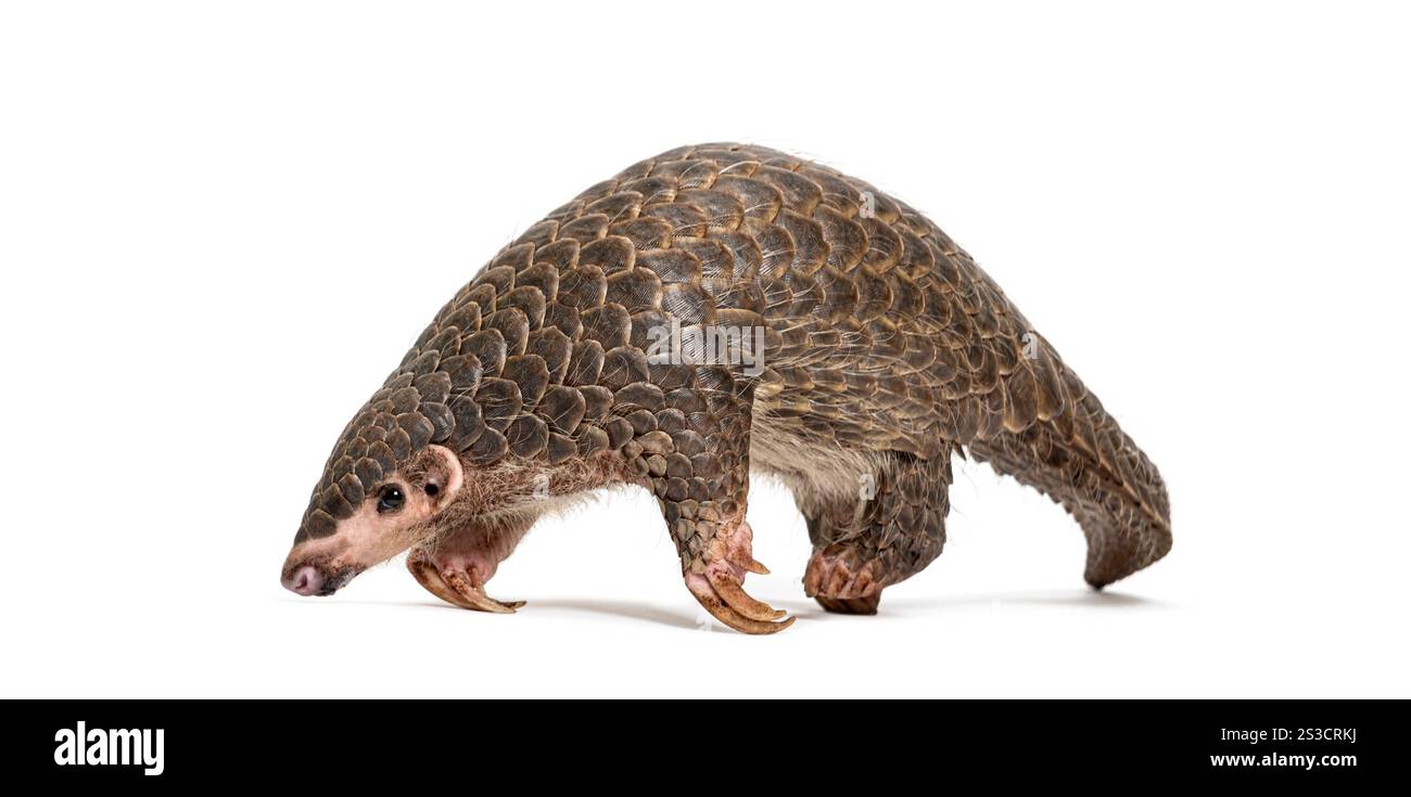 Full side view of a single ten months old Chinese pangolin, Manis ...