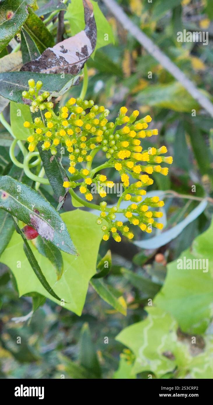 Cape-ivy (Delairea odorata Stock Photo - Alamy