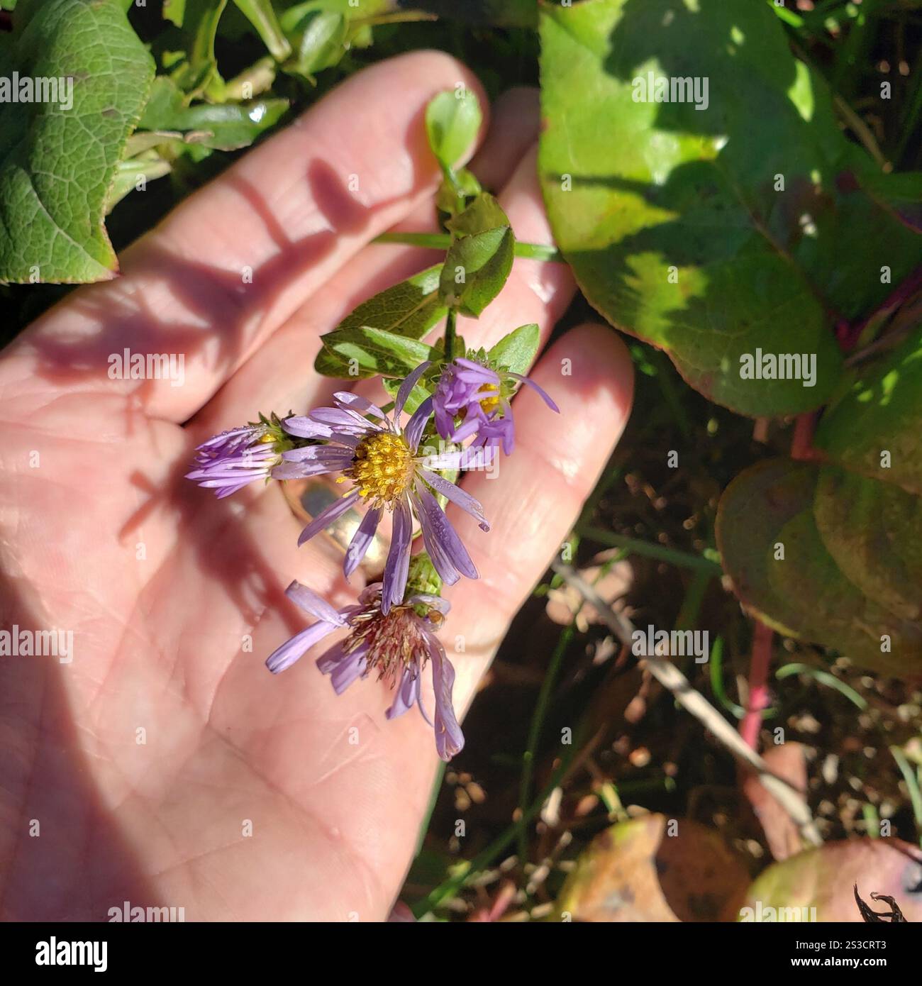 American asters (Symphyotrichum Stock Photo - Alamy