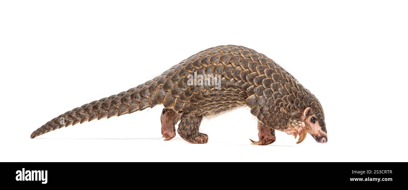 ten months old pangopup, Chinese pangolins, Manis pentadactyla ...