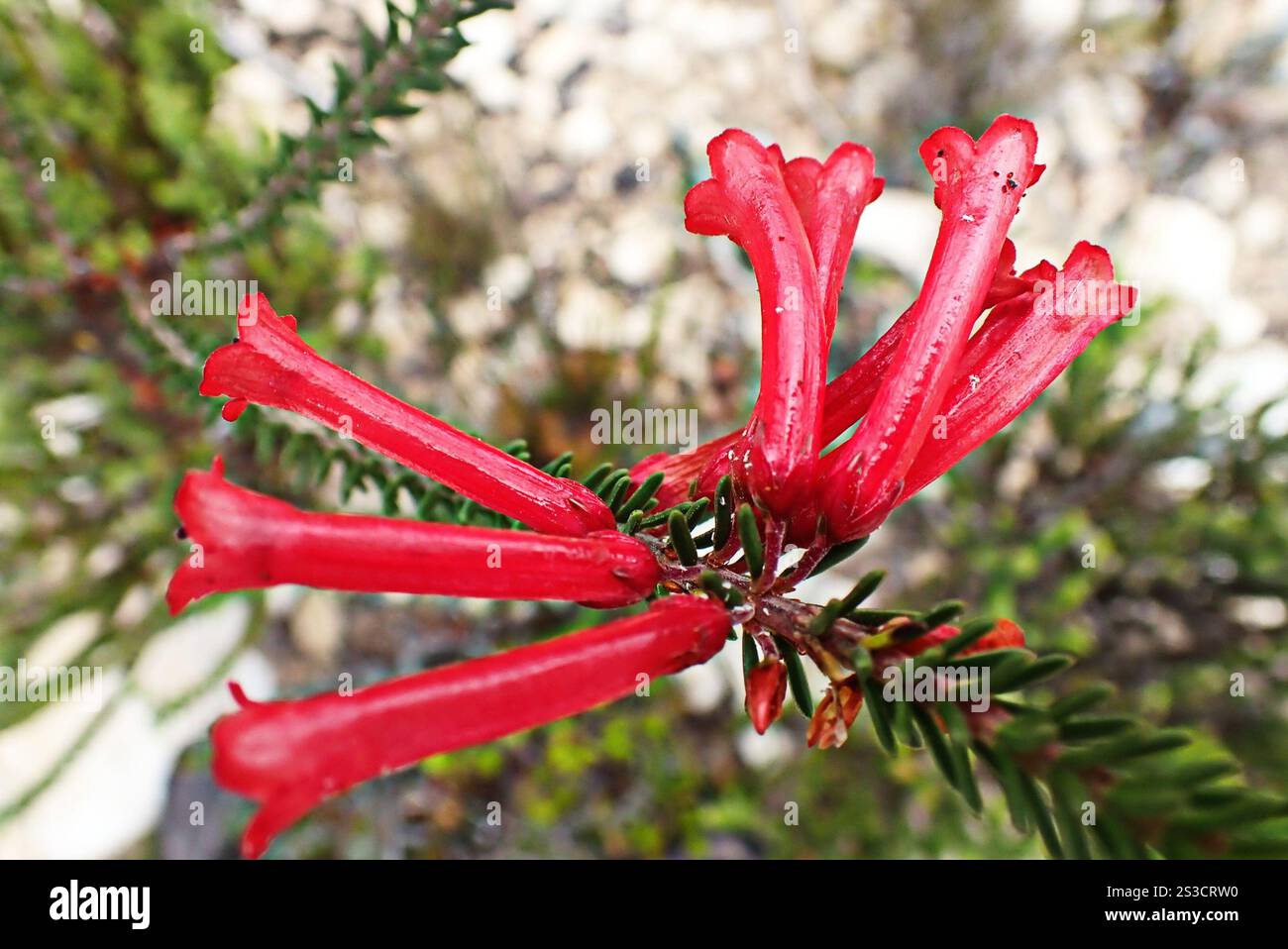 Limestone Heath (Erica regia mariae Stock Photo - Alamy
