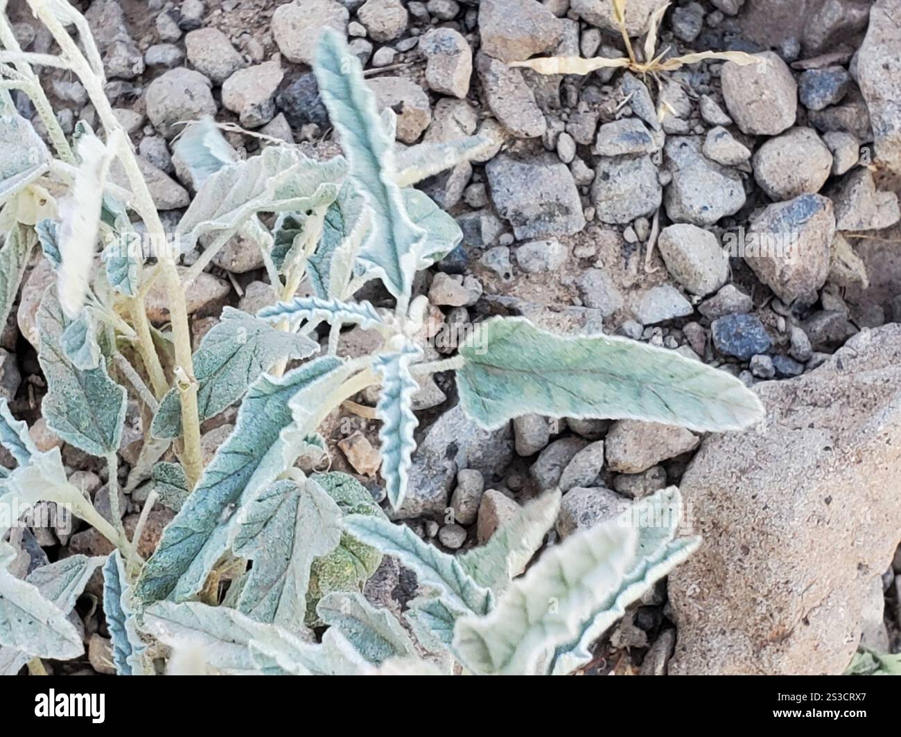 spear globemallow (Sphaeralcea hastulata Stock Photo - Alamy