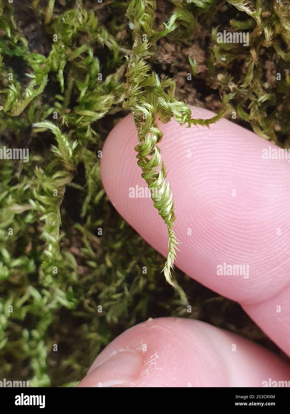 Silky Wall Feather-moss (Homalothecium sericeum Stock Photo - Alamy