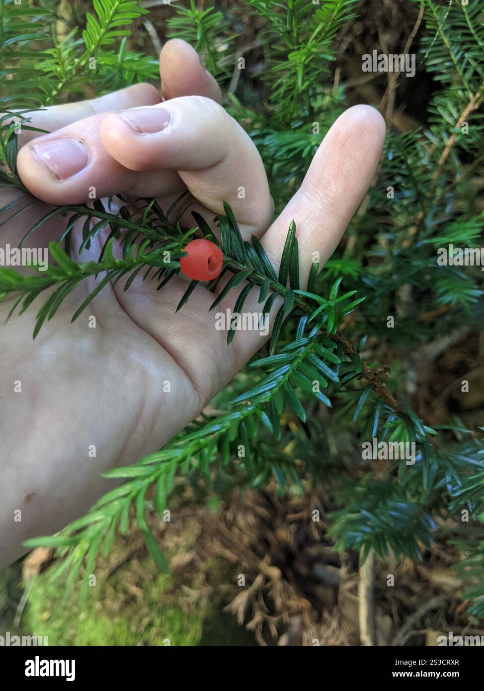 Canada yew (Taxus canadensis Stock Photo - Alamy