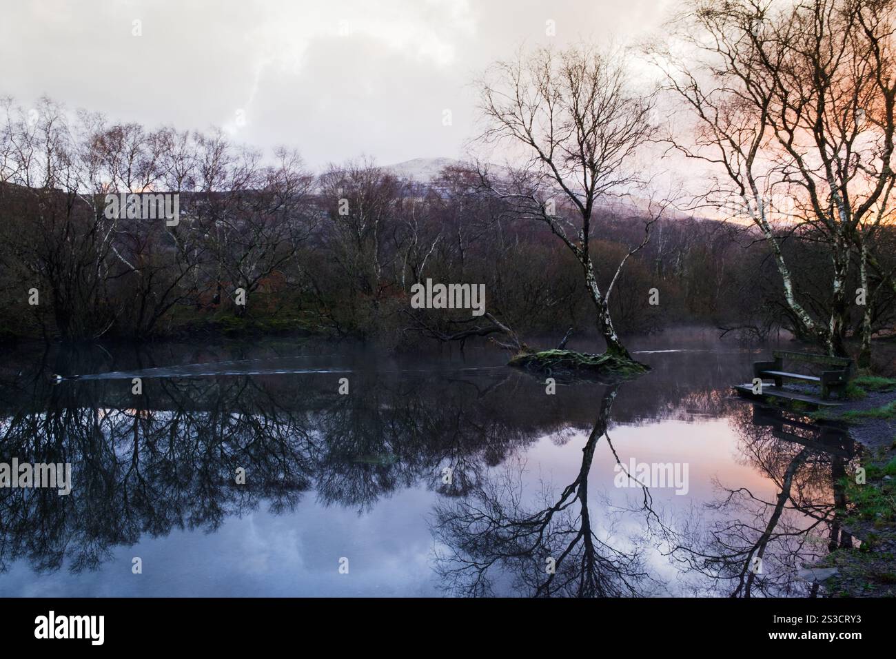 The lone tree in Padarn Lake, Llanberis, Gwynedd, North Wales, Great ...