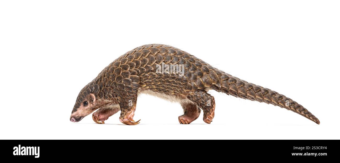 ten months old pangopup, Chinese pangolins, Manis pentadactyla ...