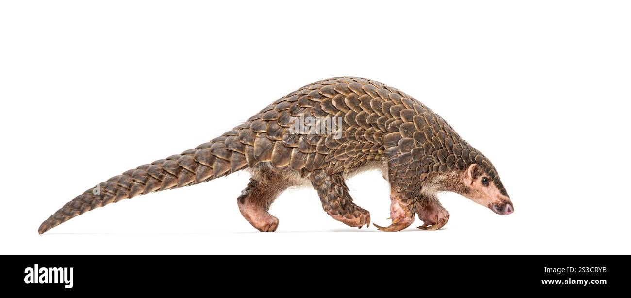 ten months old pangopup, Chinese pangolins, Manis pentadactyla ...